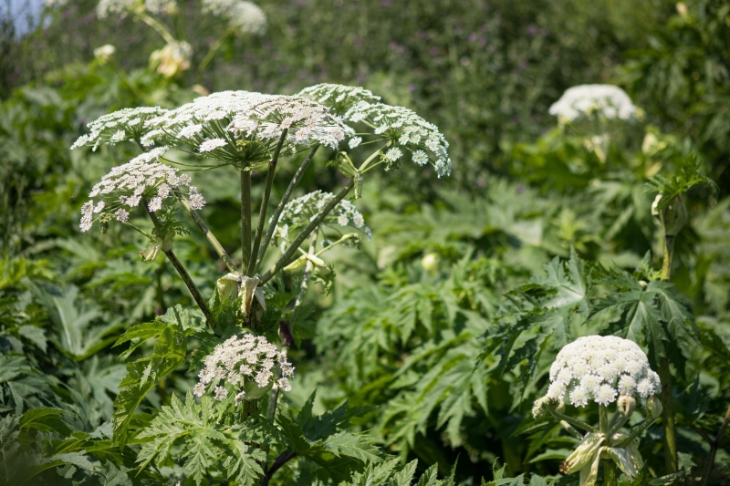Zo pak je woekerplanten aan - Duurzaam Groningen
